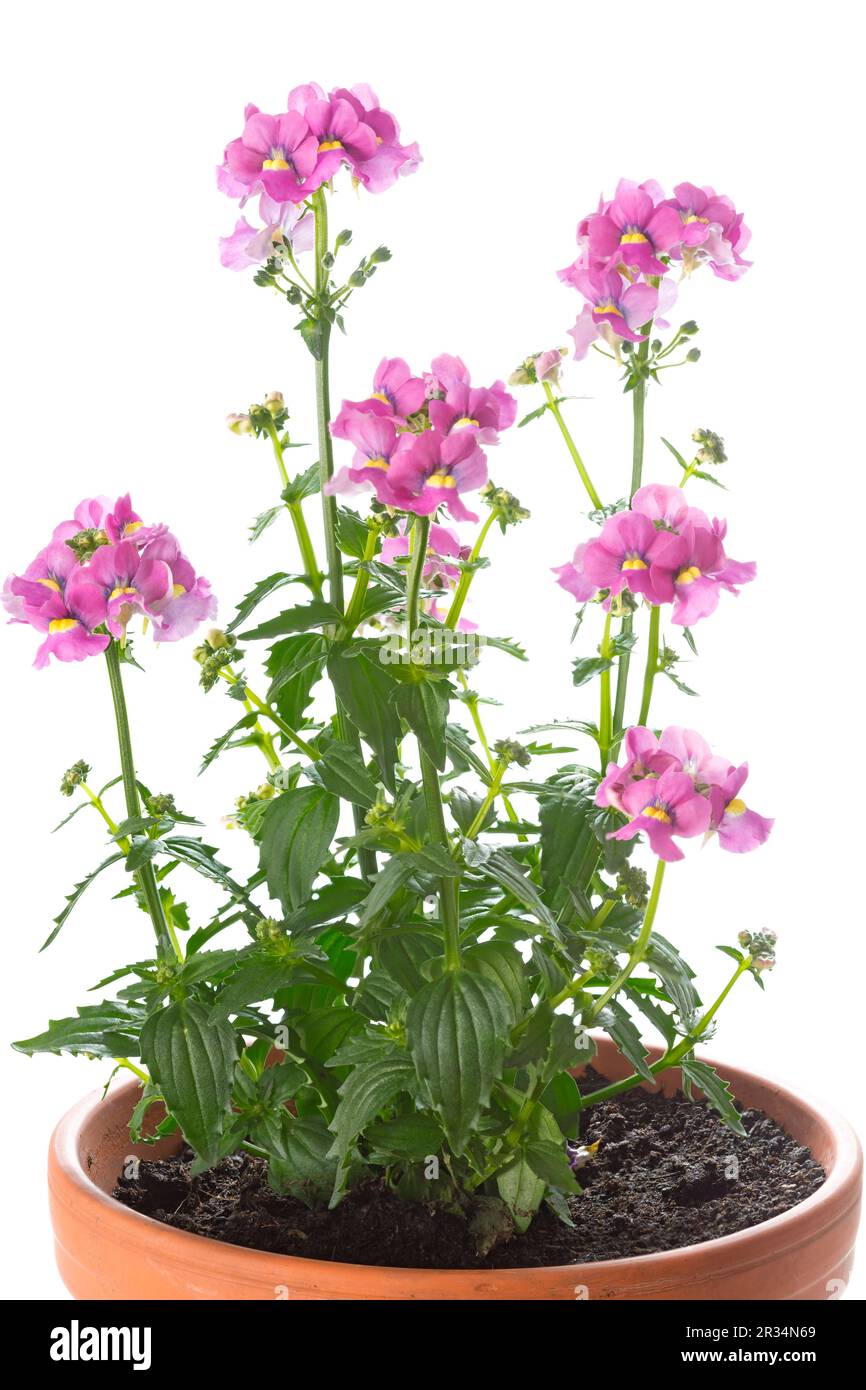 Elf mirror hi-res stock photography and images - Alamy