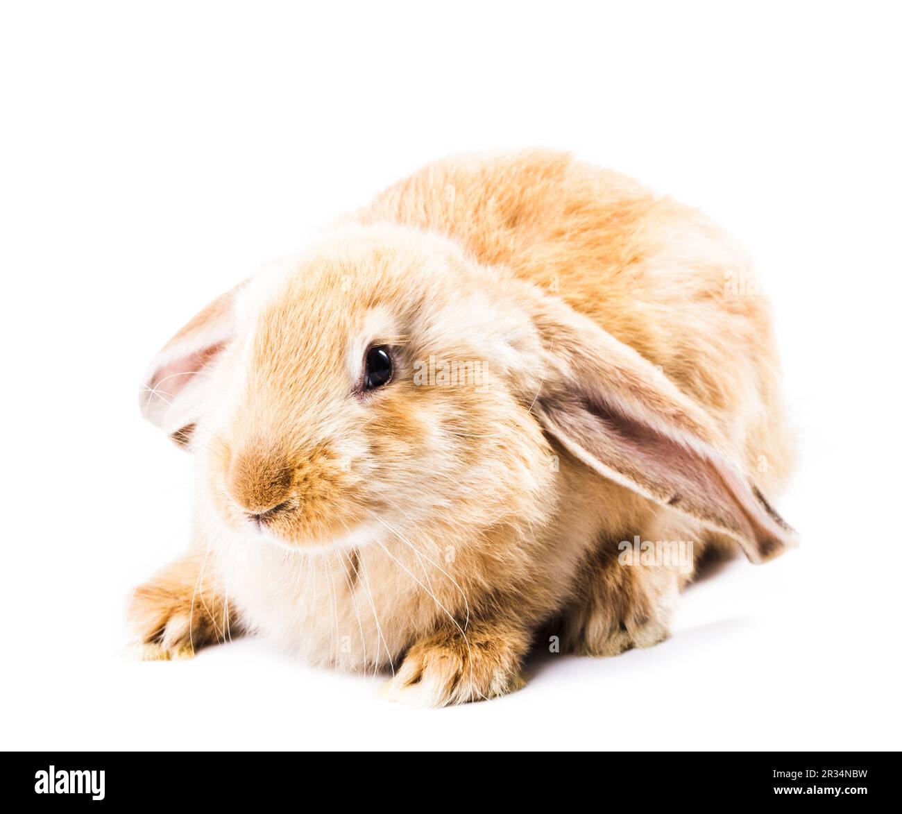 Cute red rabbit Stock Photo - Alamy