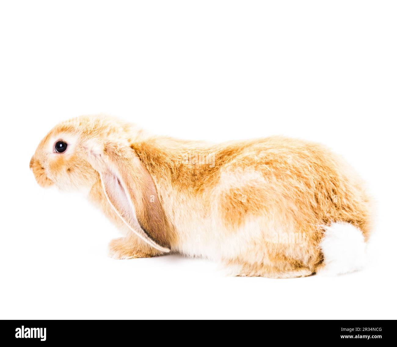 Cute small red brown Cut Out Stock Images & Pictures - Alamy