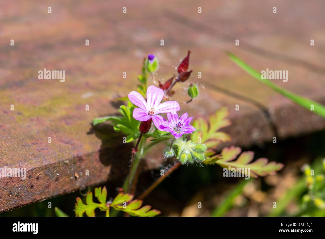 the exquisite beauty of a roadside geranium Stock Photo - Alamy