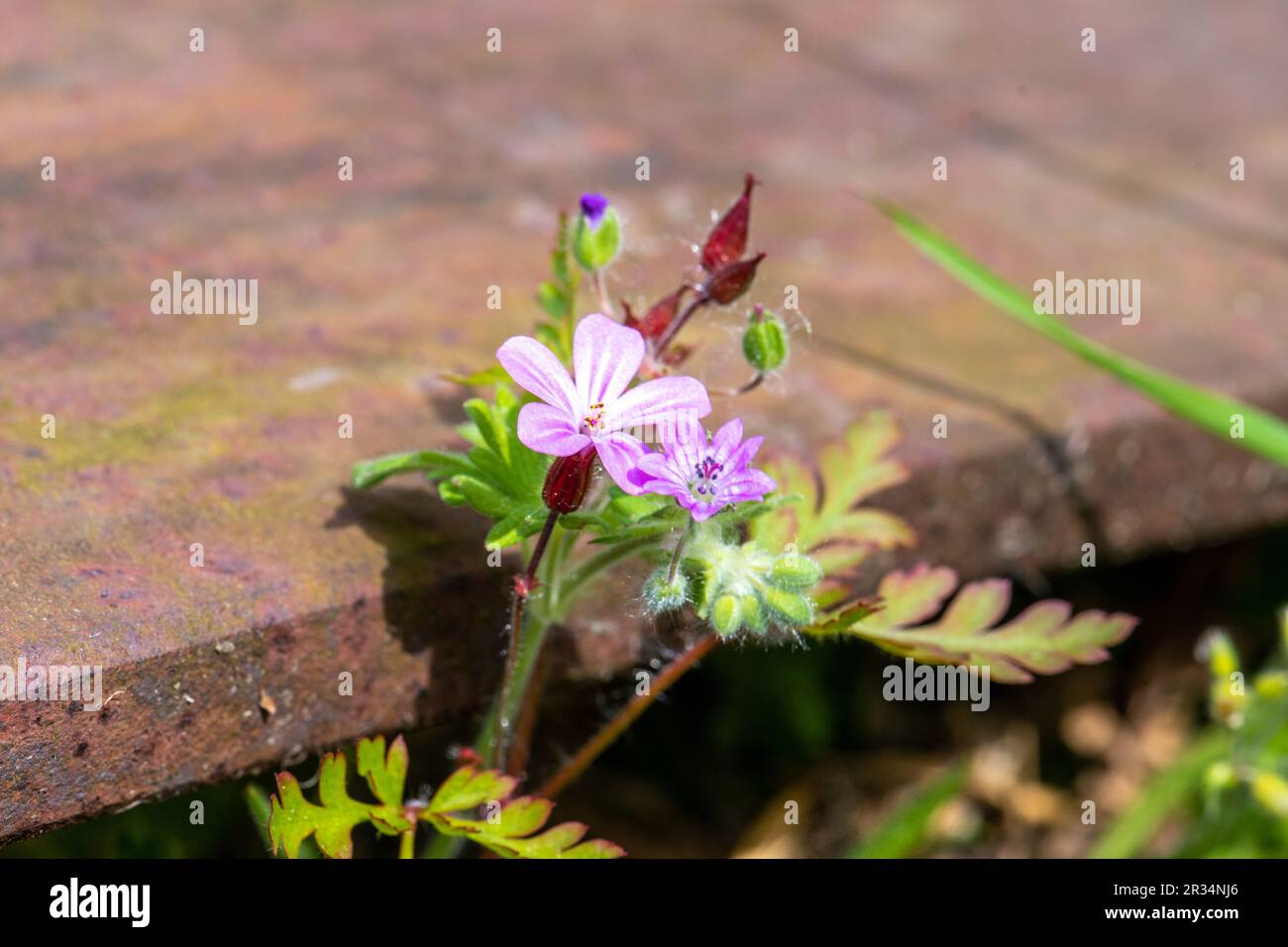 Natural beauty and biodiversity hi-res stock photography and images - Alamy