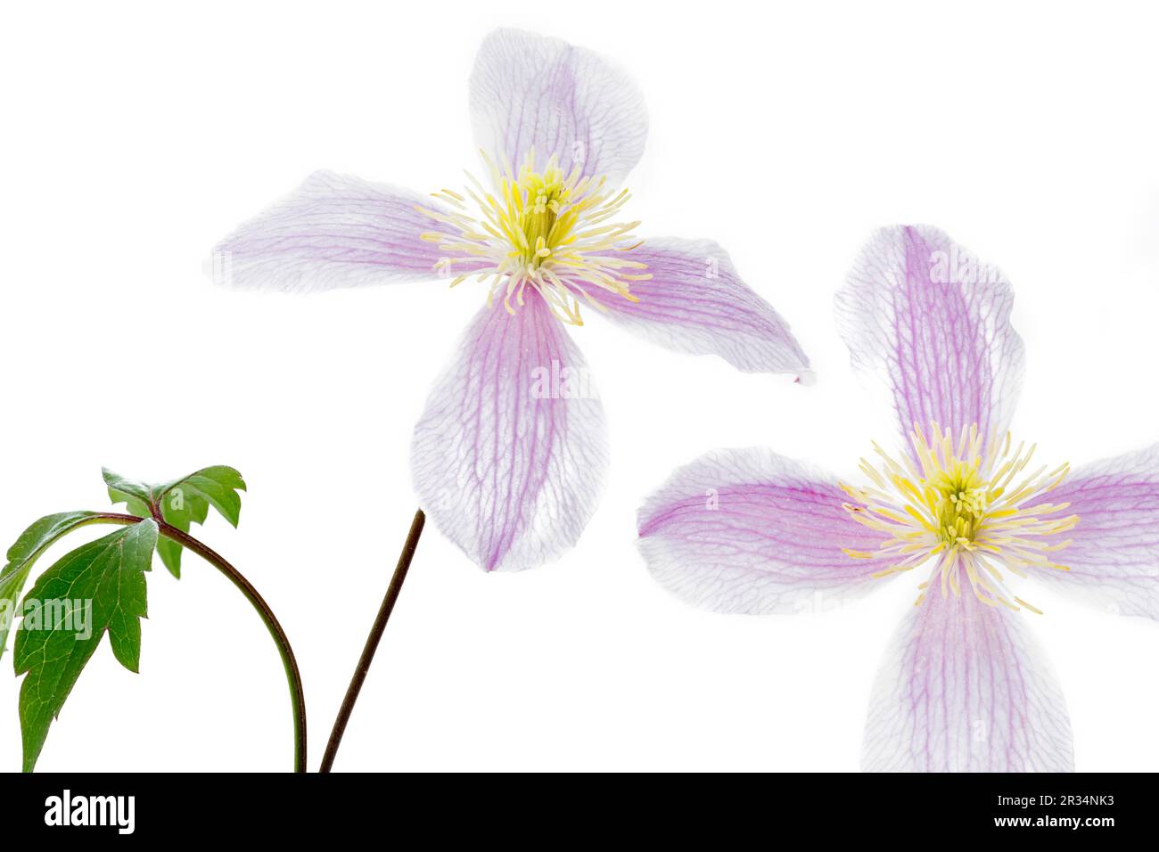 Flower of a clematis, cropped Stock Photo - Alamy
