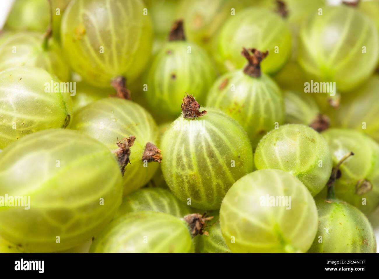 Heap ripe green gooseberry hi-res stock photography and images - Alamy
