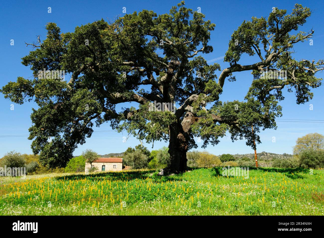 casa bajo un alcornoque, Quercus suber (Alcornoque mediterráneo), aldea ...