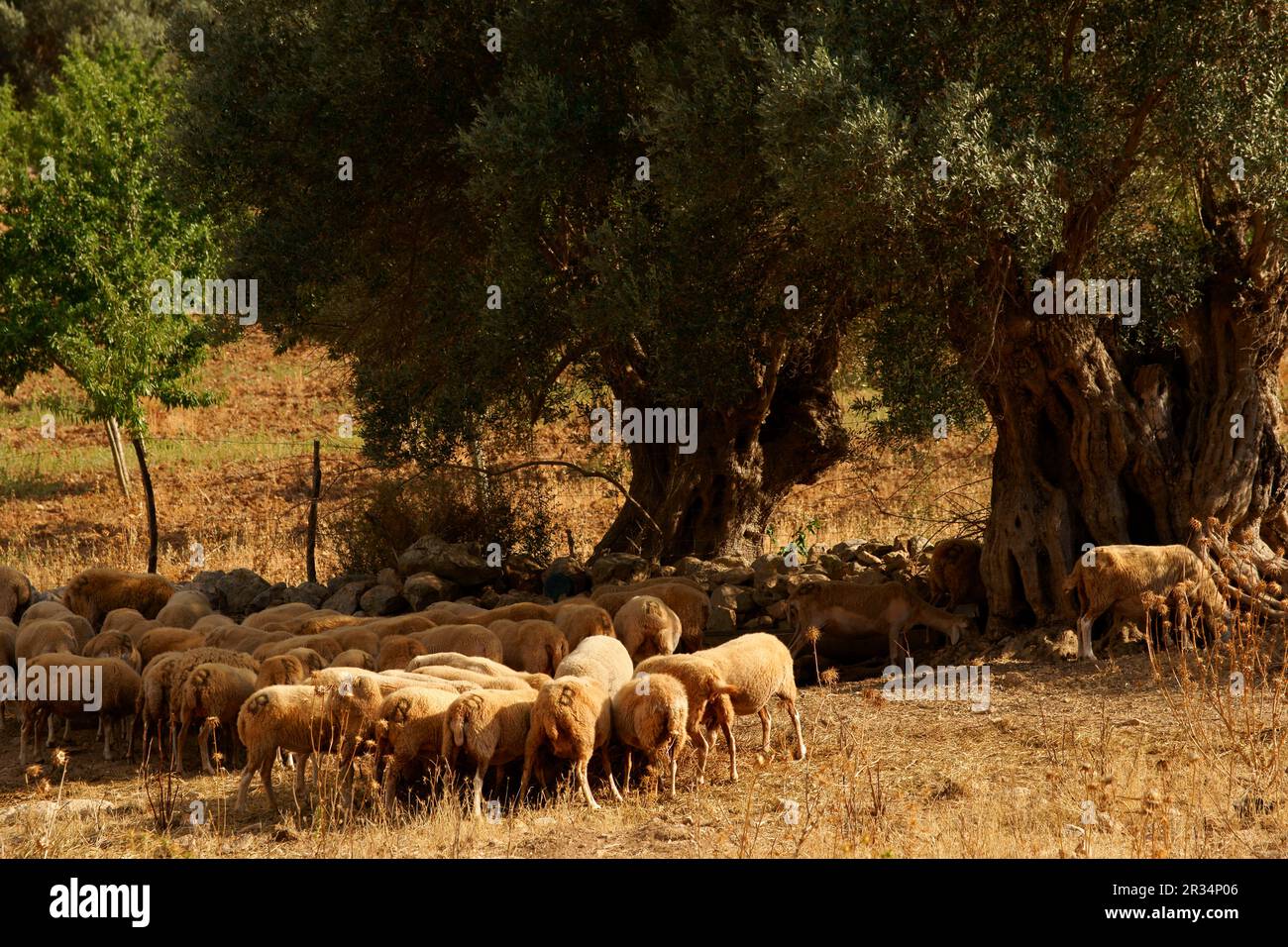 Hojas de rama hi-res stock photography and images - Alamy