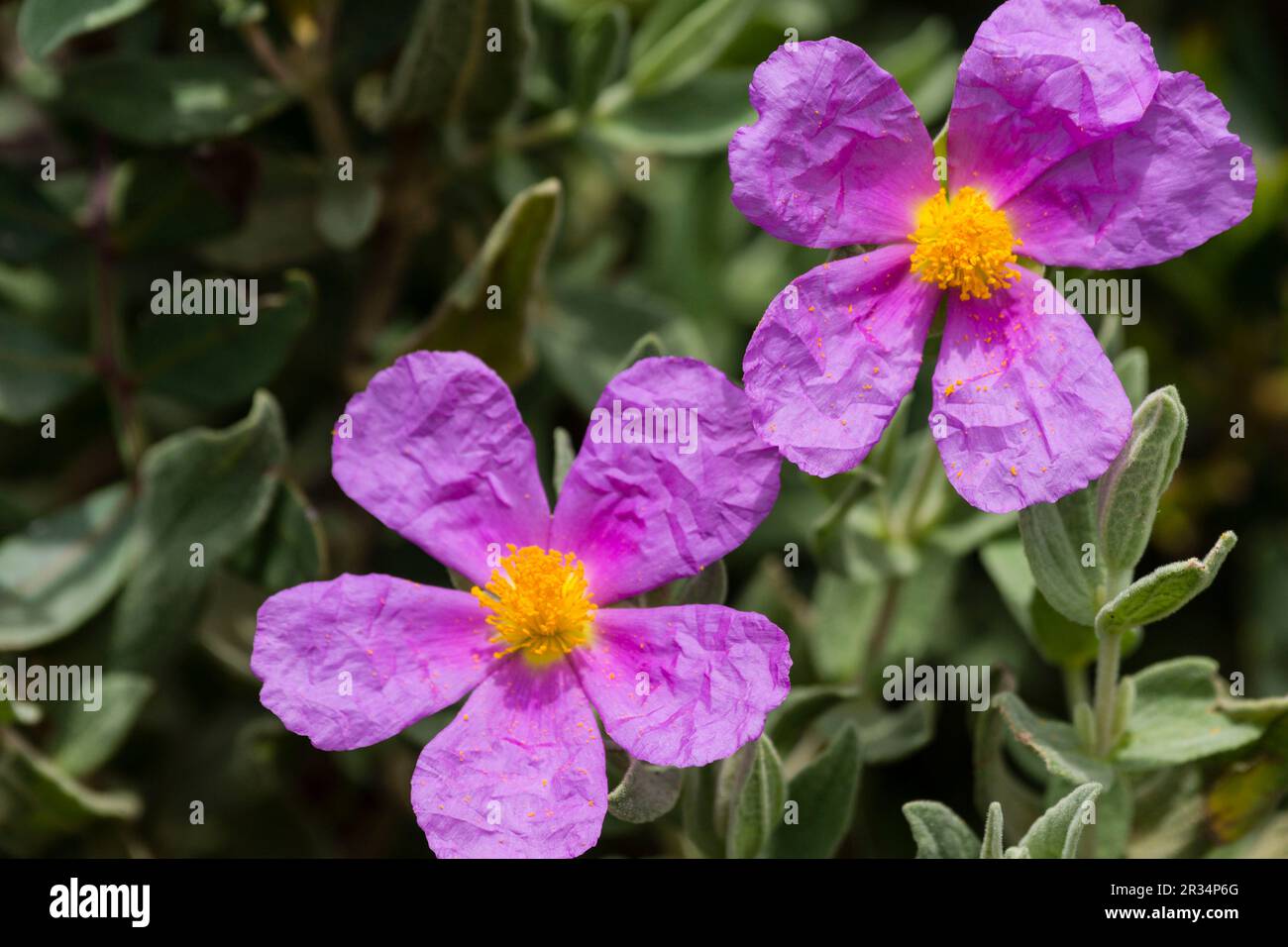 Jara steppe hi-res stock photography and images - Alamy