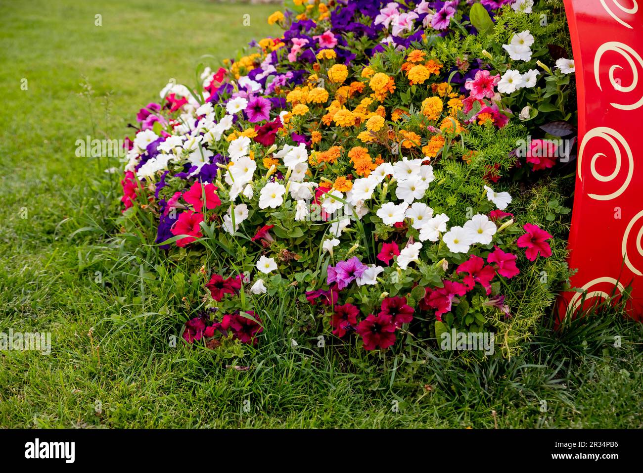Varieties of hanging petunias and surfinias flowers in the pot . Summer ...