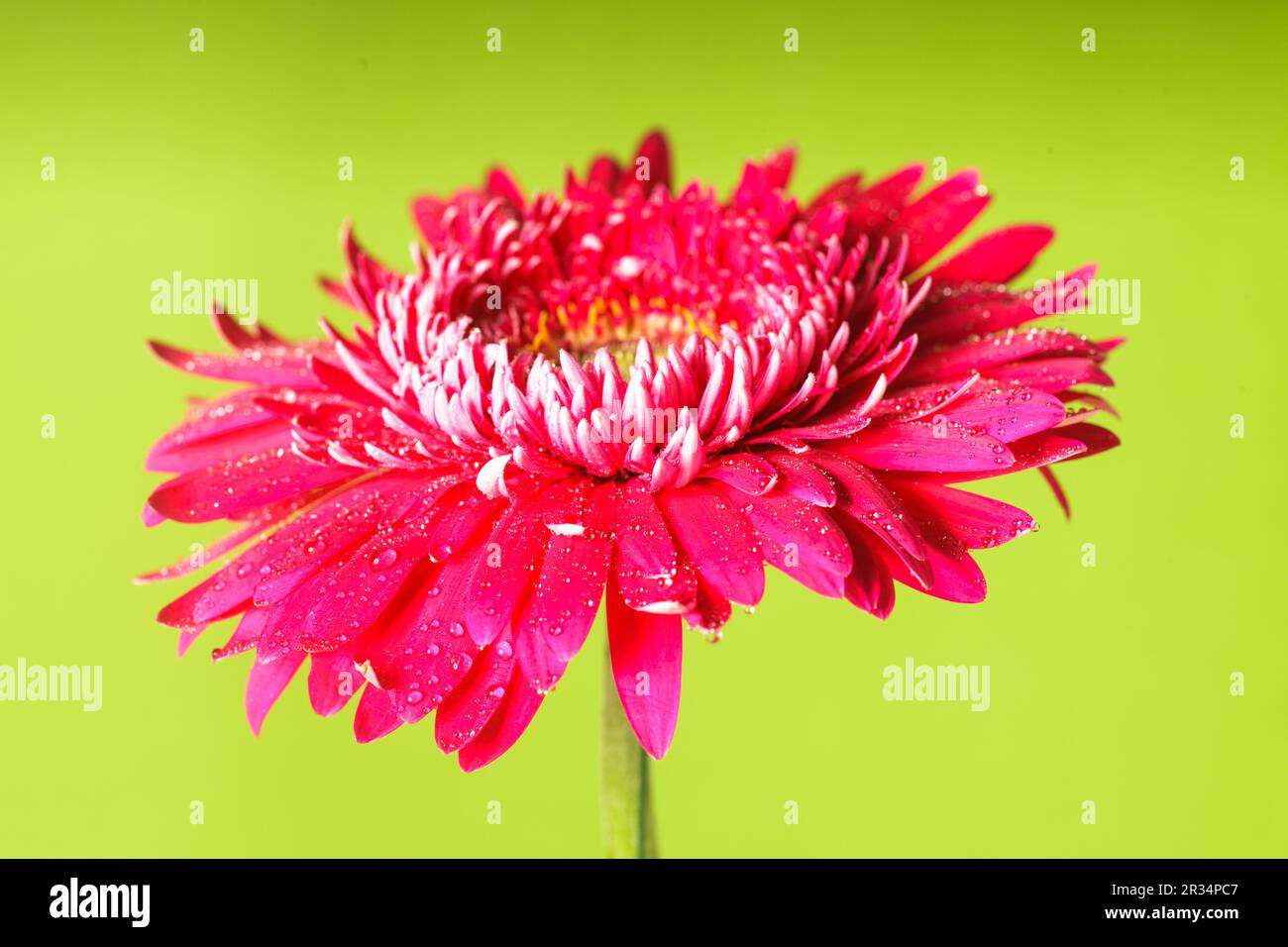 Water drop on flower Stock Photo - Alamy