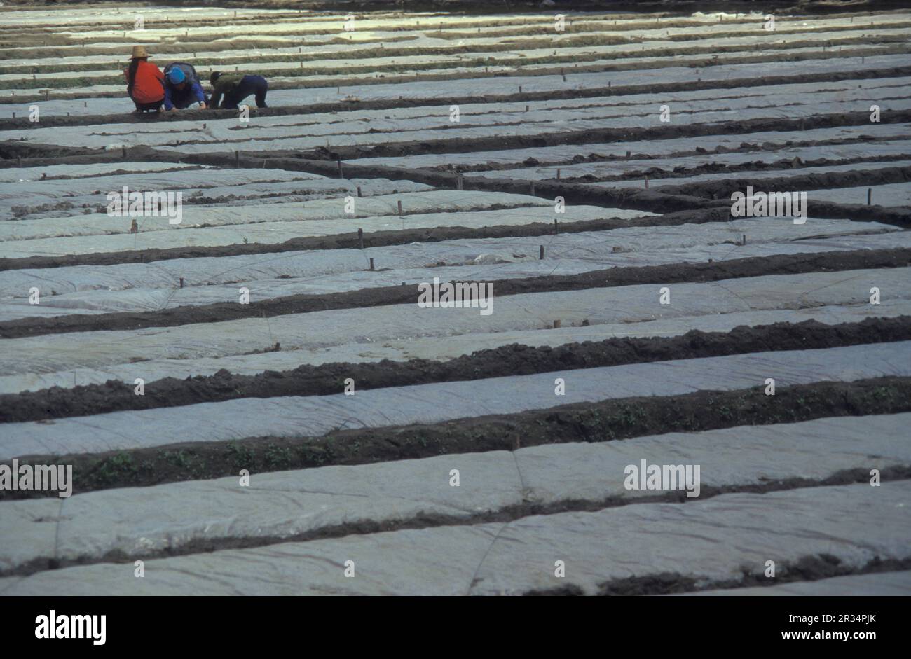 agriculture and Landscape at the Town of Dali on the Er Hai Lake in the ...