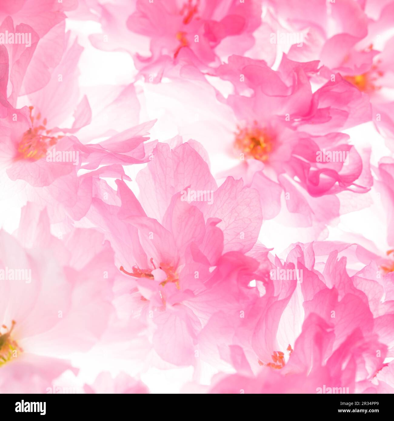 Sakura pattern hi-res stock photography and images - Alamy