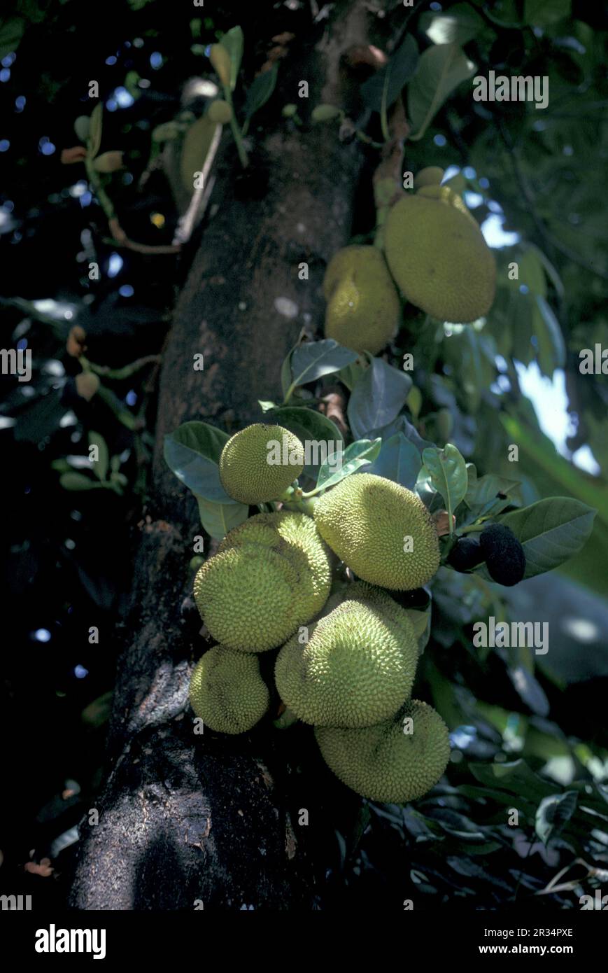a Jackfruit plantation at a Village in the Agriculture Land near the ...