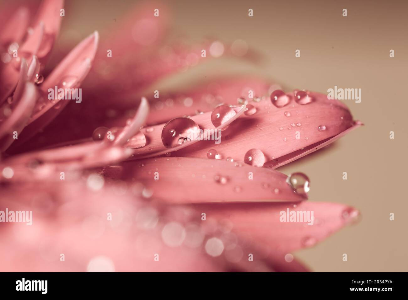 Water drop on flower Stock Photo - Alamy