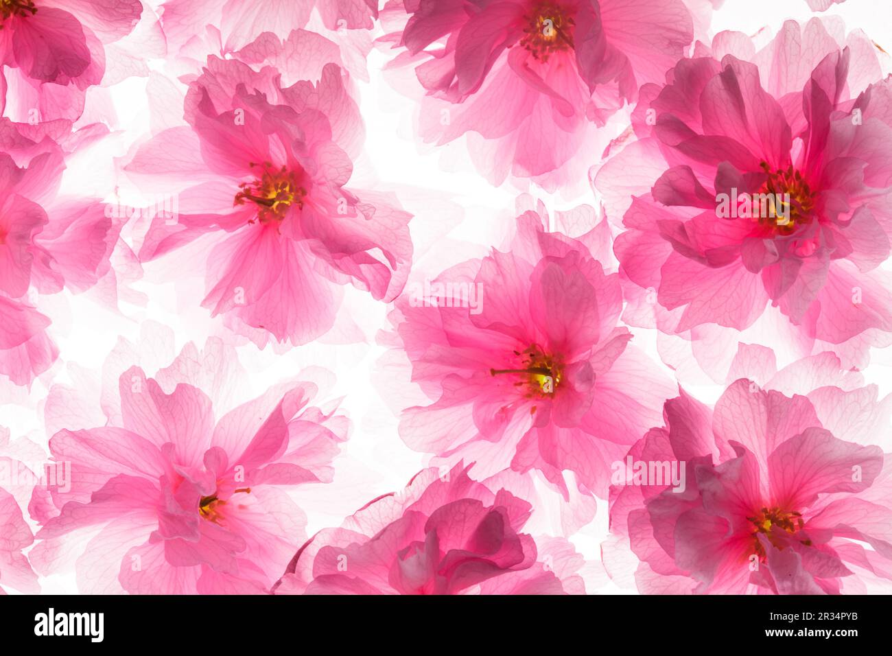 Sakura leaf hi-res stock photography and images - Alamy