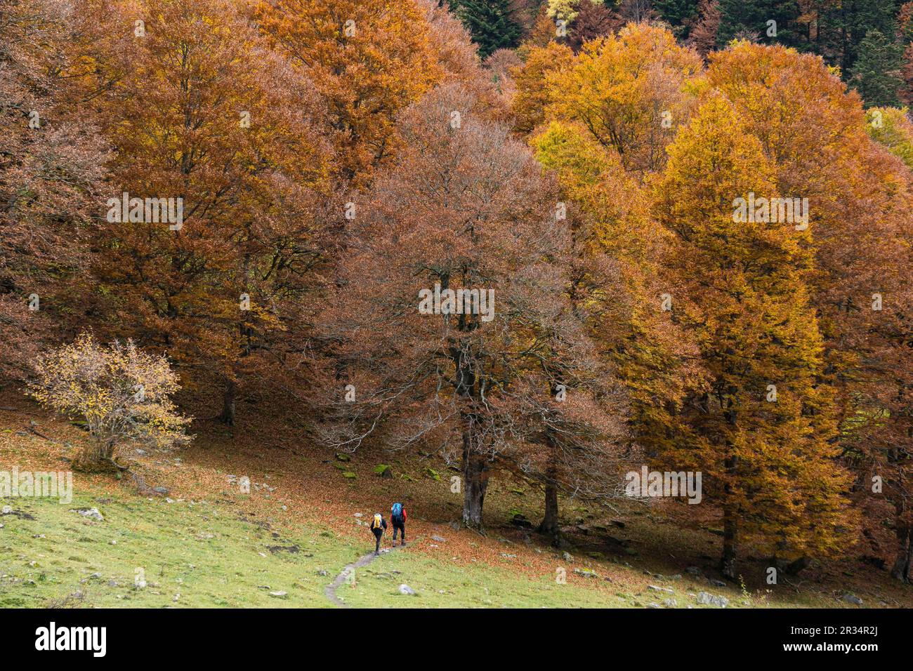 bosque de hayas otoñal en Artiga de Lin, valle de Aran, lleida ...