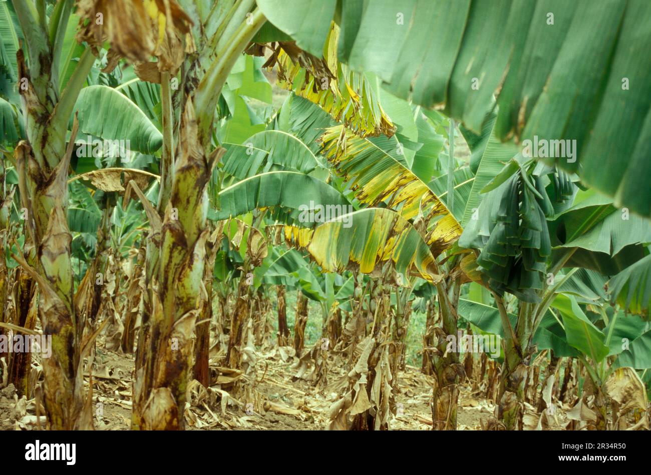 a Banana plantation at a Village in the Agriculture Land near the Town ...