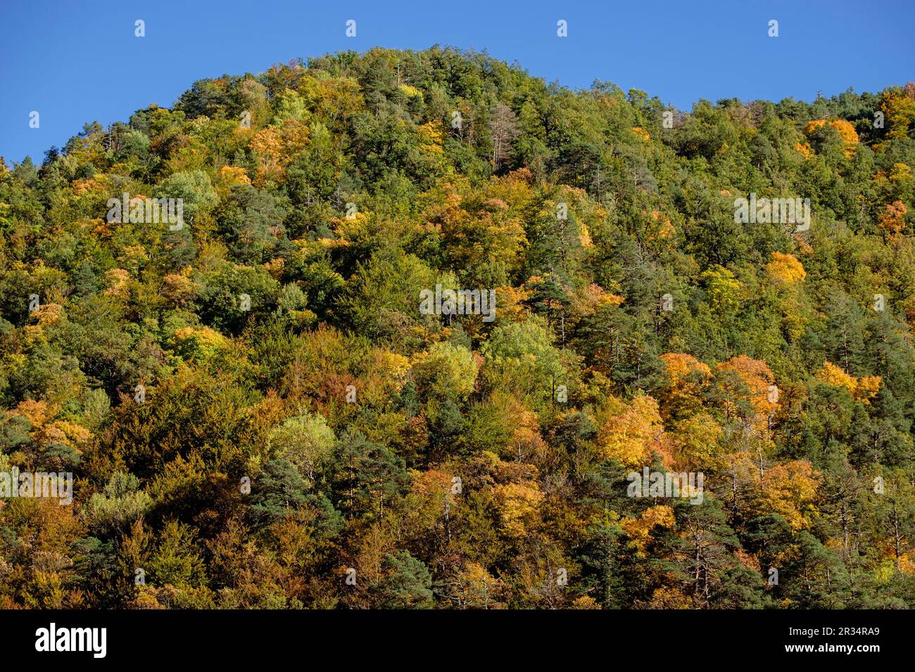 bosque de la Pardina del Señor, Fanlo, Huesca, Aragón, cordillera de ...