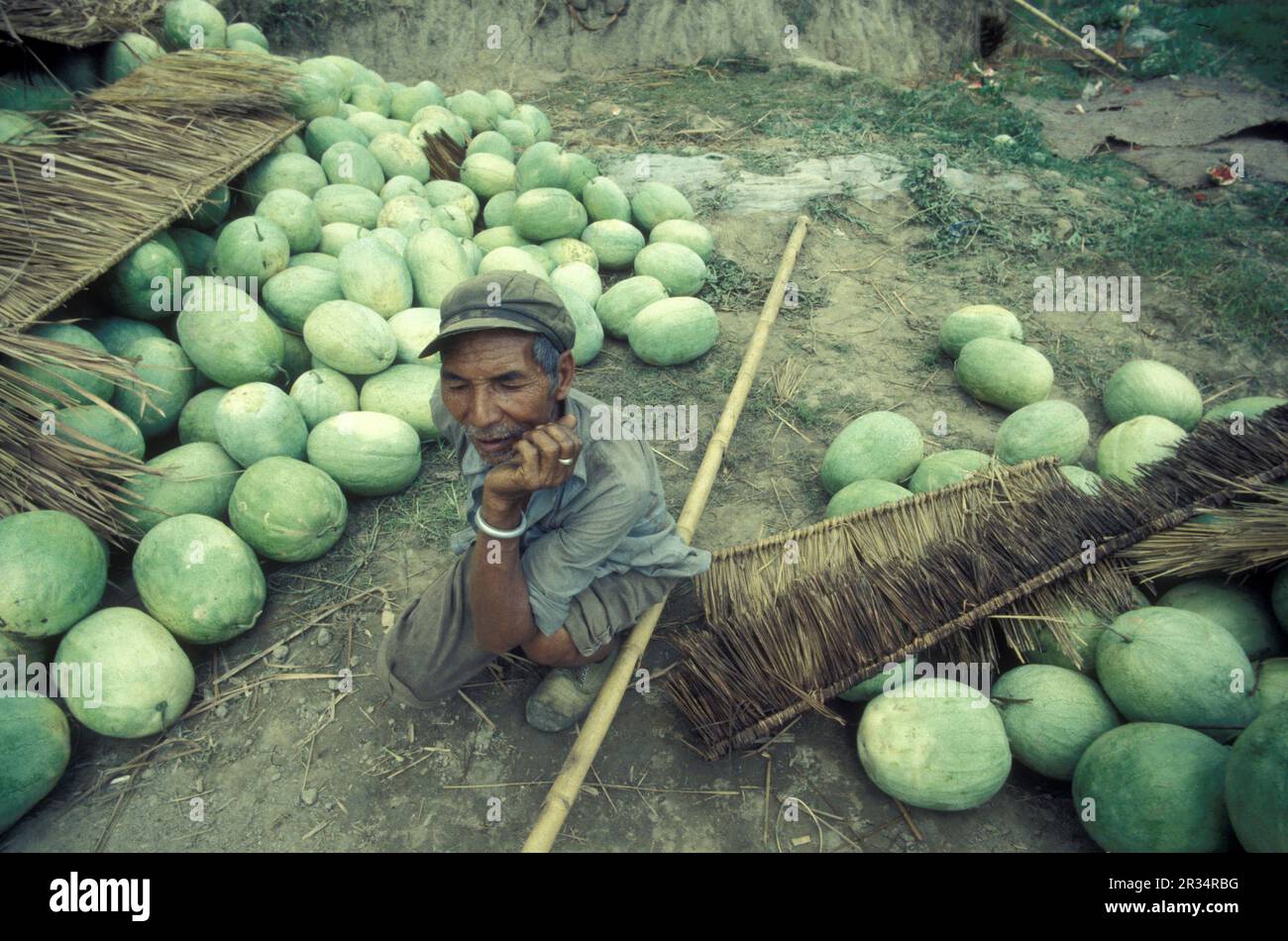 Melon farm china hi-res stock photography and images - Alamy