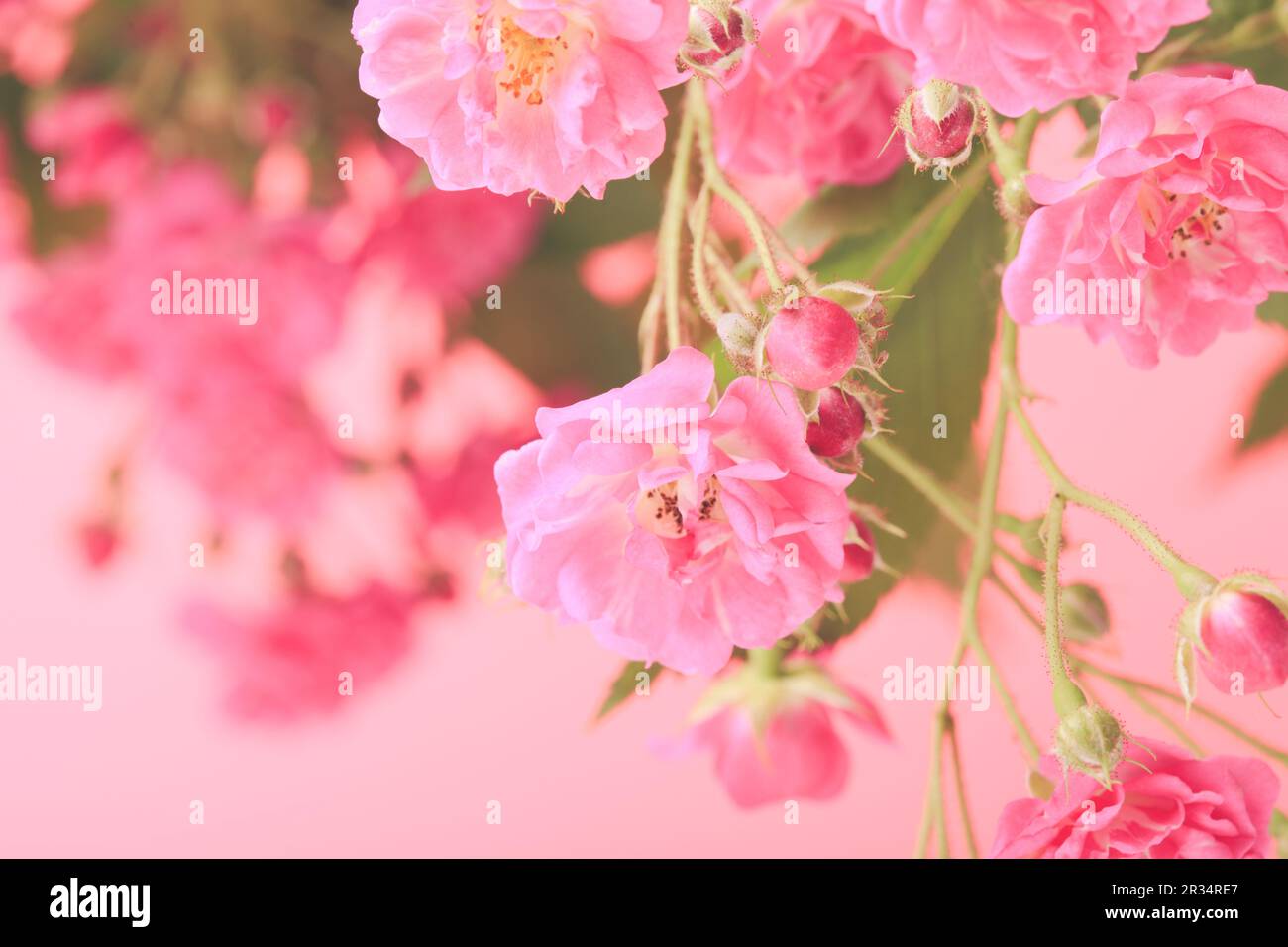 Soft pattern of pink roses hi-res stock photography and images - Alamy