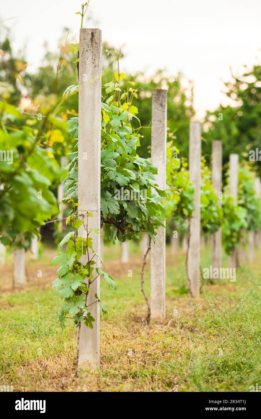 Vineyard rows in spring Stock Photo - Alamy