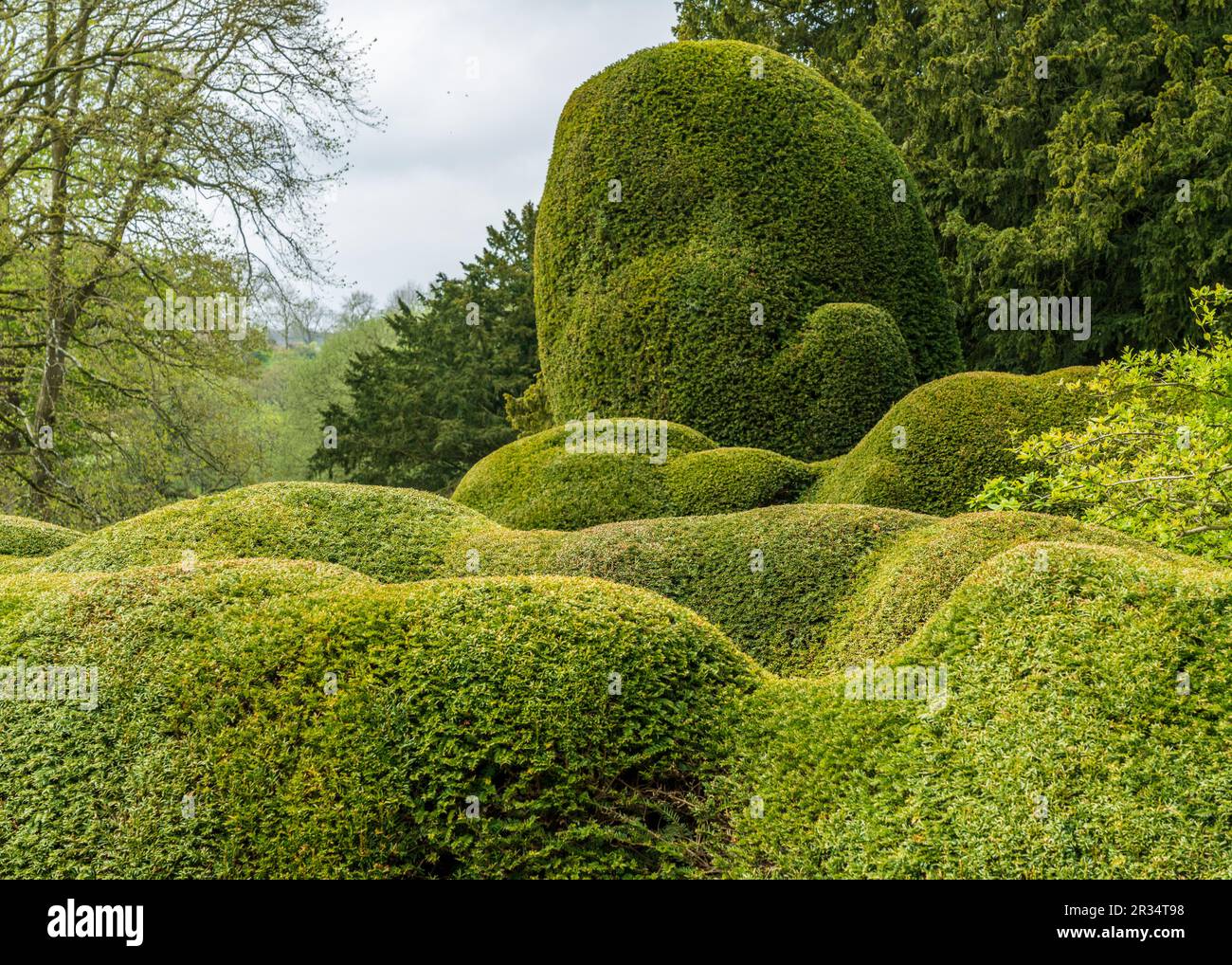 Yew trees trimmed in very curvy sensuous shapes in garden in Yorkshire ...