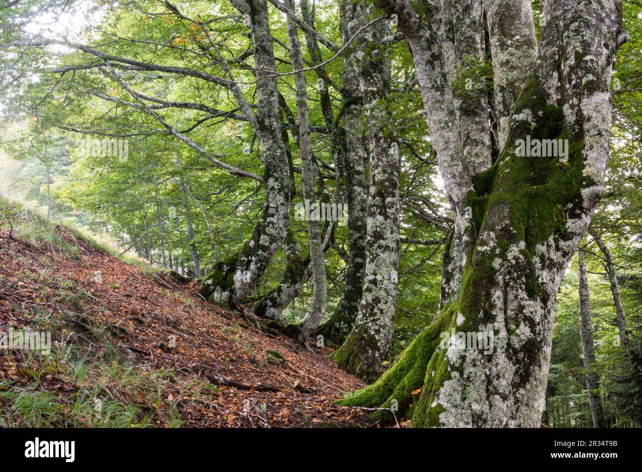 Reserva natural de la selva hi-res stock photography and images - Alamy
