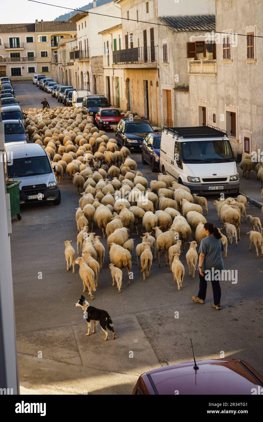 Pueblo de ovejas hi-res stock photography and images - Alamy