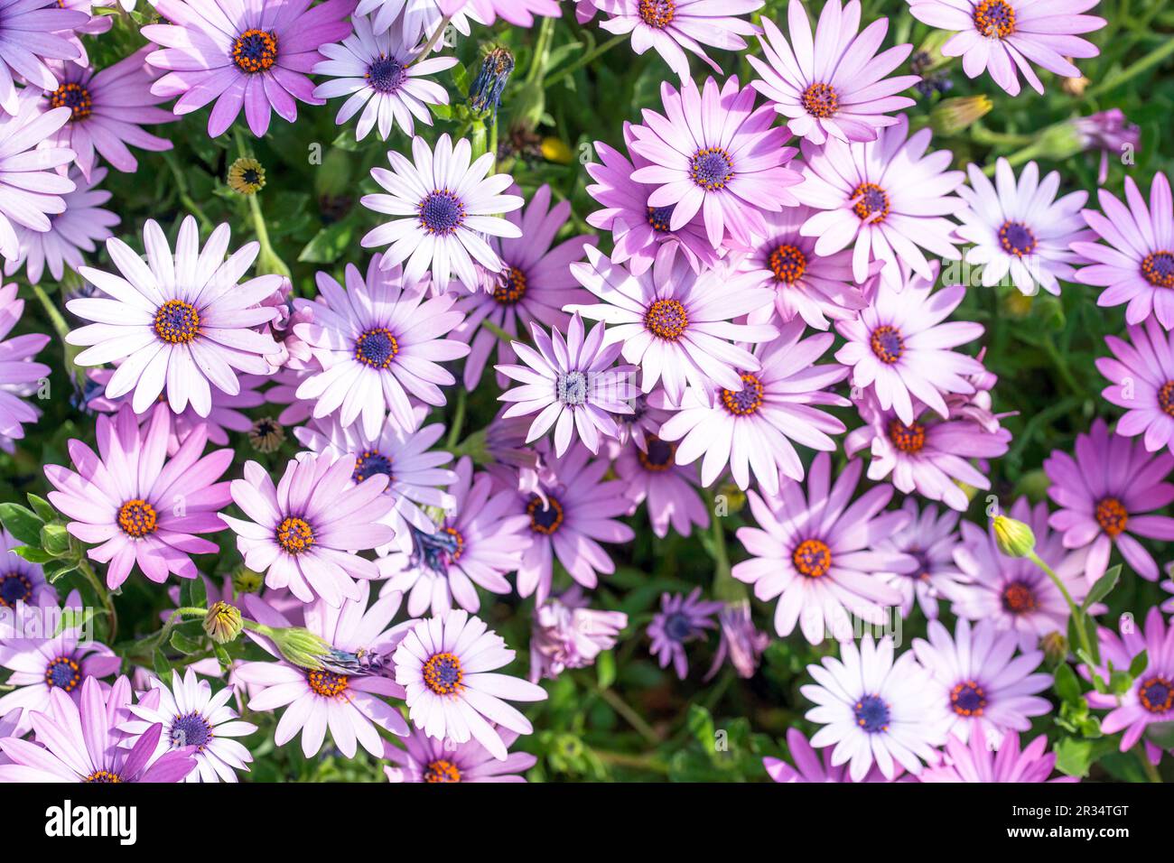 Purple African Daisies (Osteospermum) flower bed in bloom Stock Photo ...