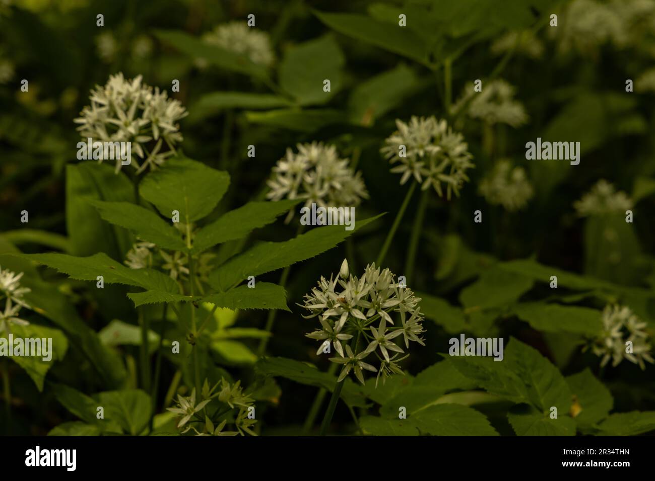 flowering ramson plants in the Hainich national park in thuringia Stock ...