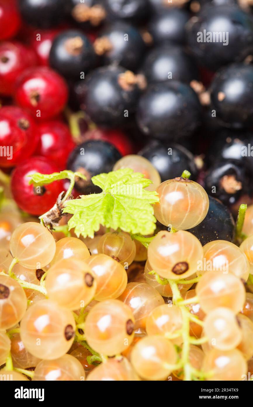 Currants types white red hi-res stock photography and images - Alamy