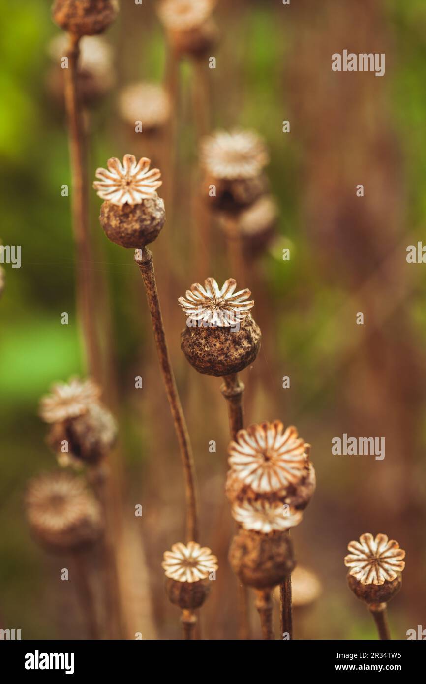 Dry poppy plant Stock Photo - Alamy