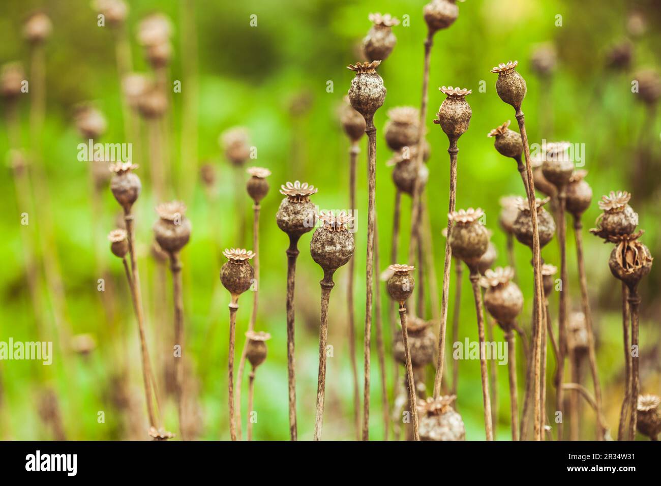Poppy herb hi-res stock photography and images - Alamy