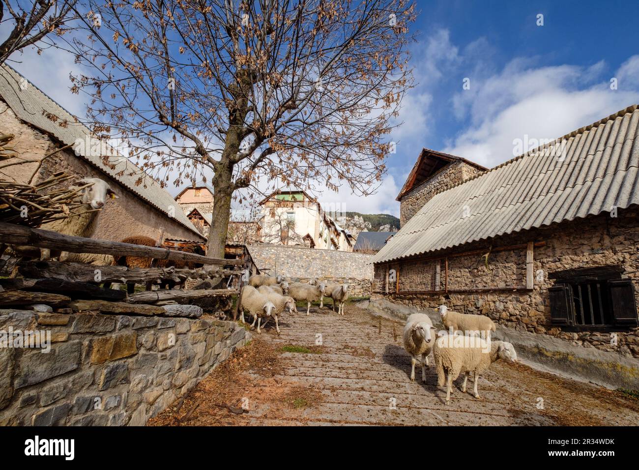 Ovejas de corral hi-res stock photography and images - Alamy