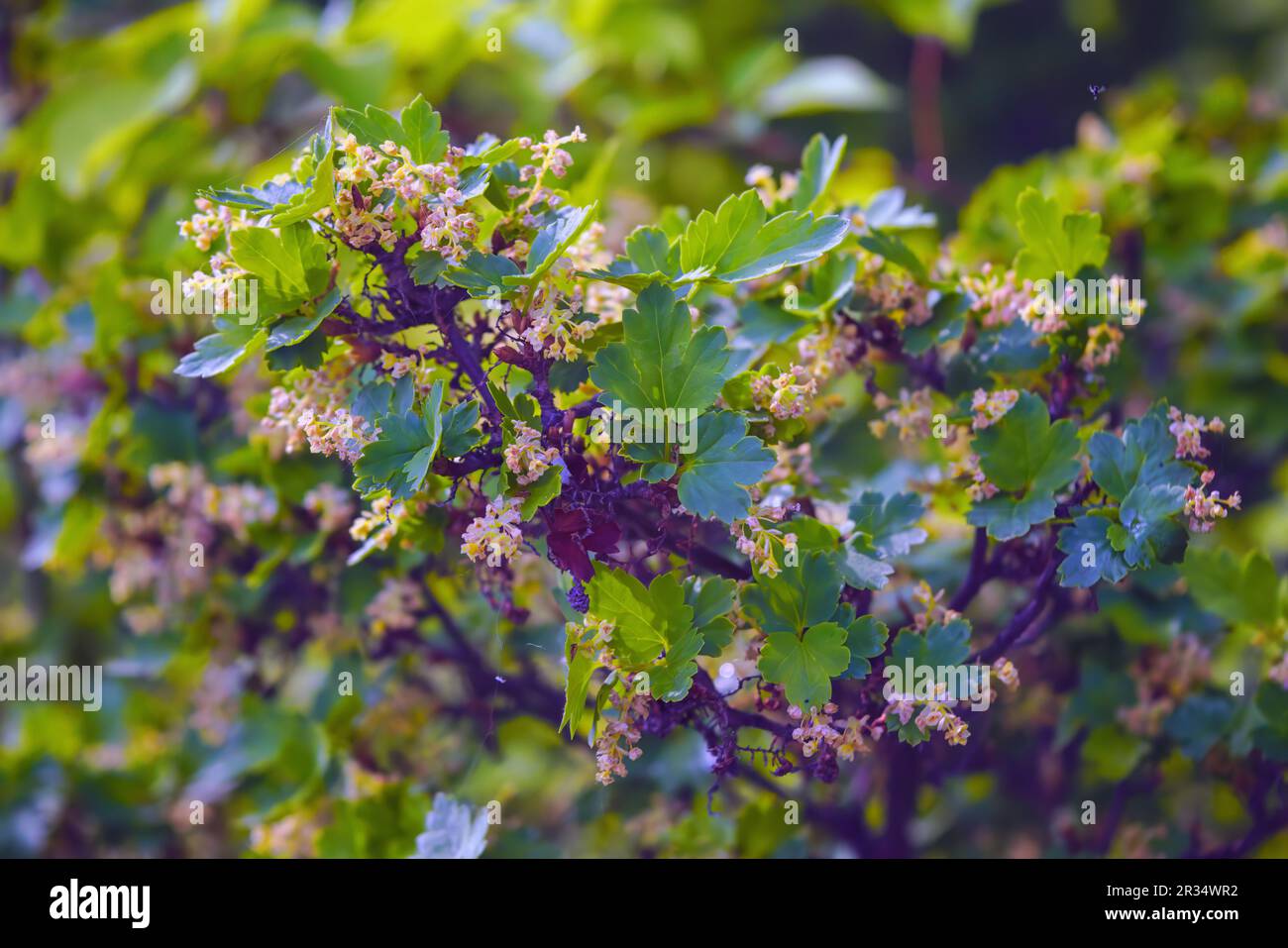Branches of Gold-leaved Alpine Currant with green leaves and buds are ...
