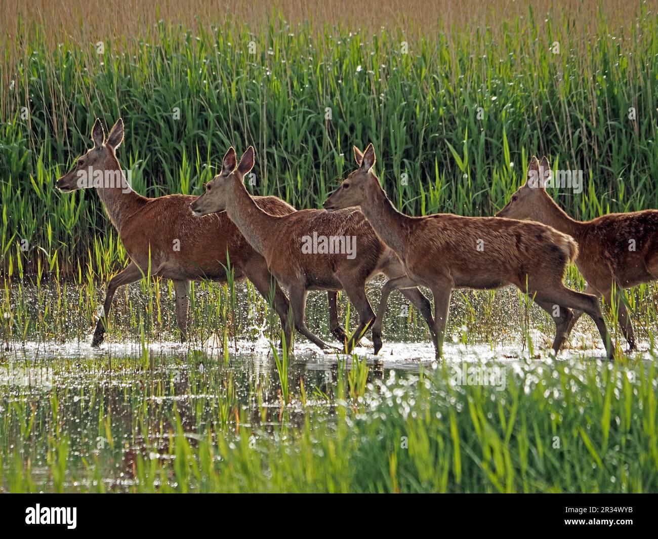 four Red deer hinds wading through water and reeds at Leighton Moss ...