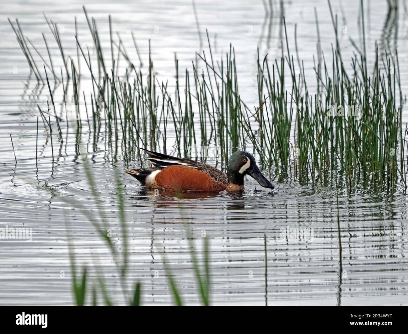 exotic drake probably hybrid cross Blue-winged Teal x Shoveler in ...