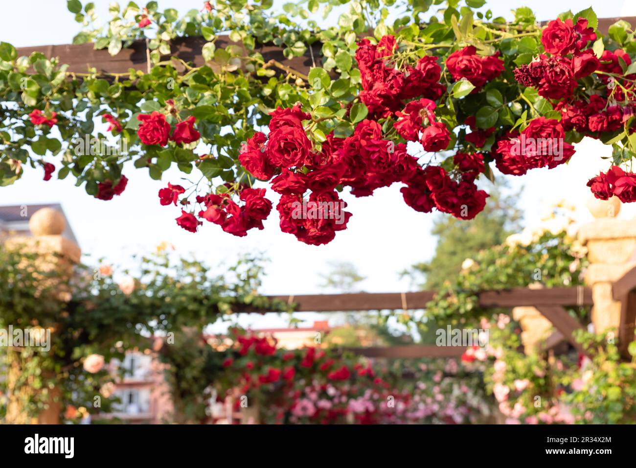 Large hanging rose branch hi-res stock photography and images - Alamy
