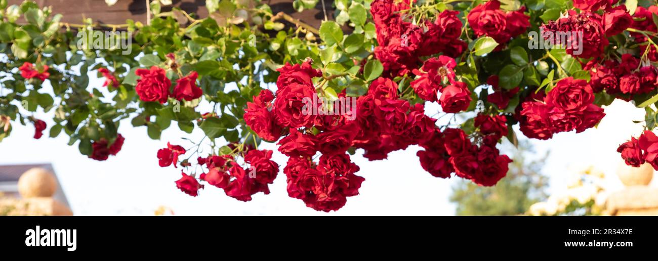 Climbing rose flowers over vintage open gate in german street ...