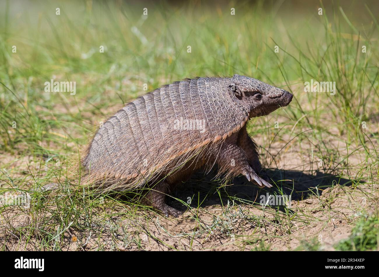 Armadillo burrow hi-res stock photography and images - Alamy