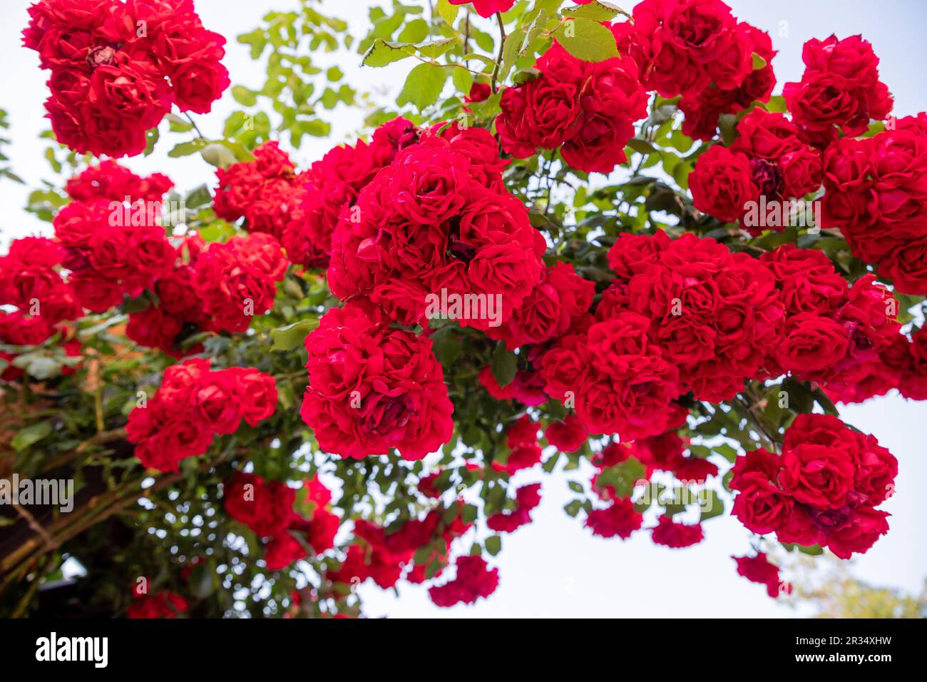 Climbing rose flowers over vintage open gate in german street ...
