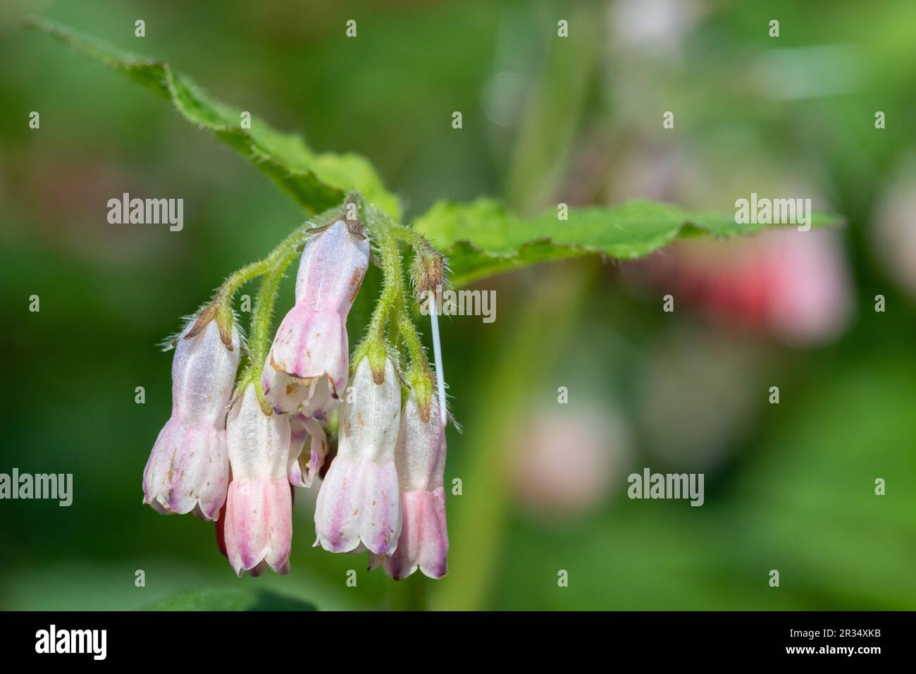 Close up of creeping comfrey (symphytum grandiflorum) flowers in bloom Stock Photo - Alamy