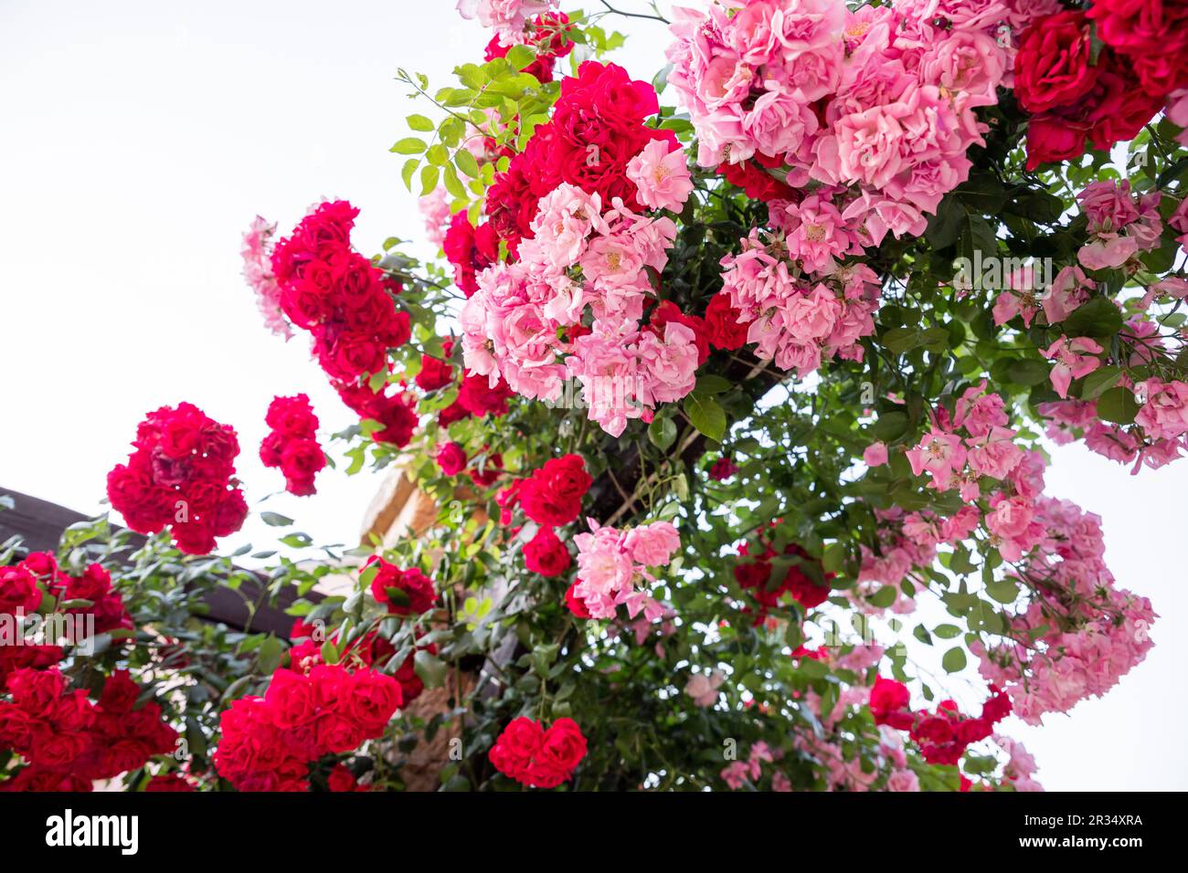 Climbing rose flowers over vintage open gate in german street ...