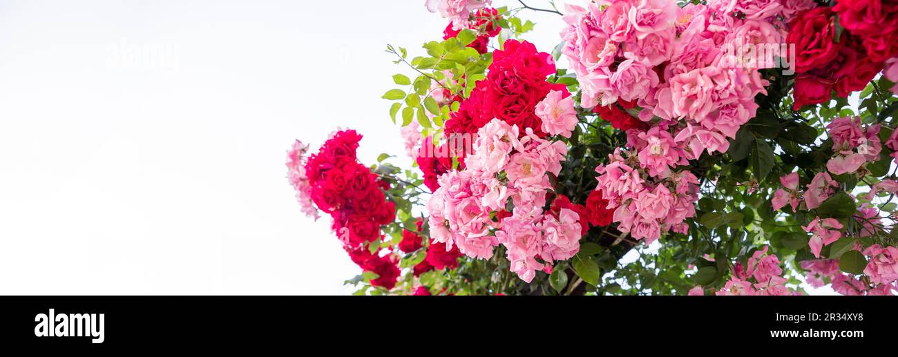 Climbing rose flowers over vintage open gate in german street ...