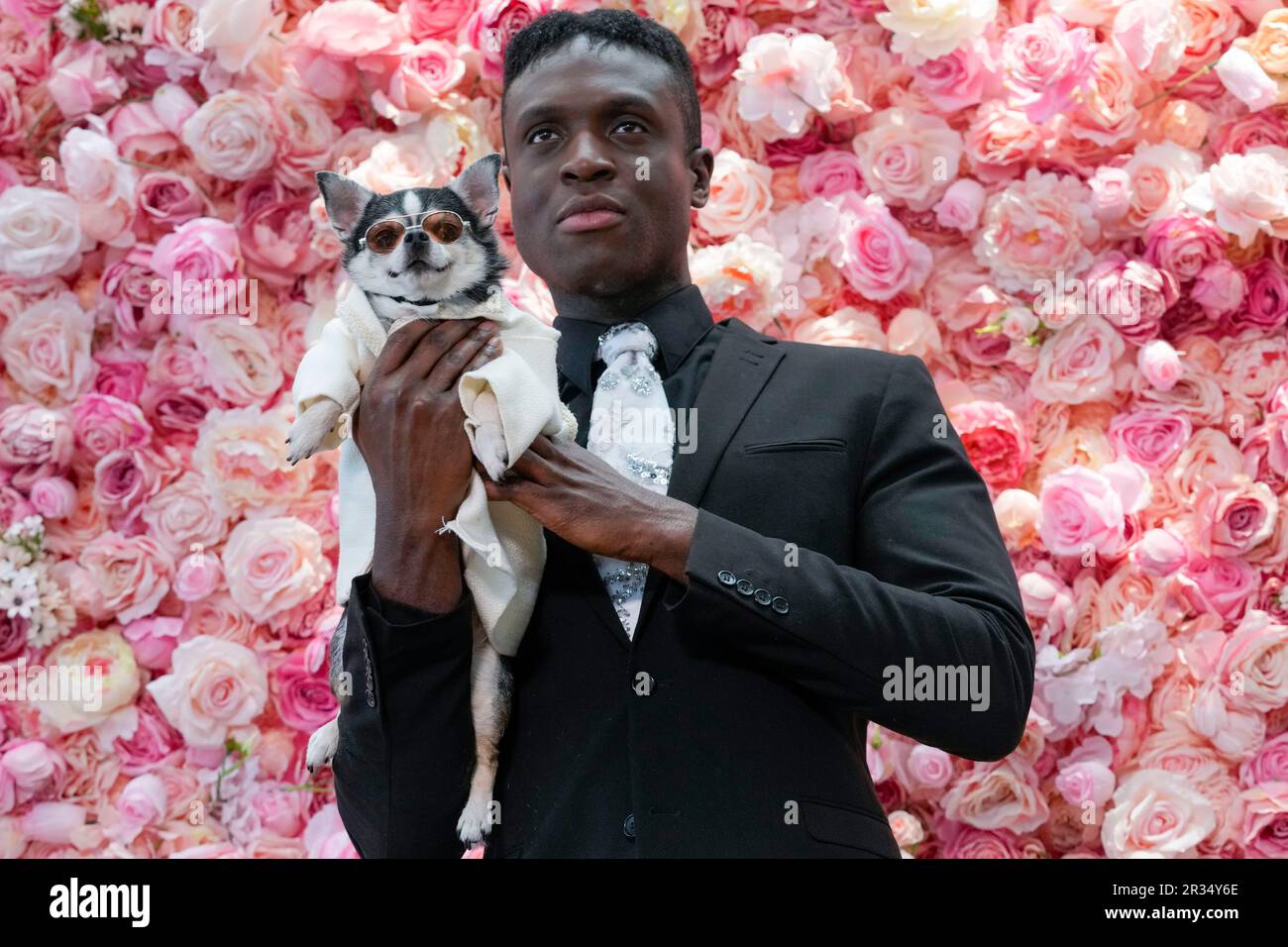 A model presents Bogie, a Chihuahua, modeling a creation by designer ...