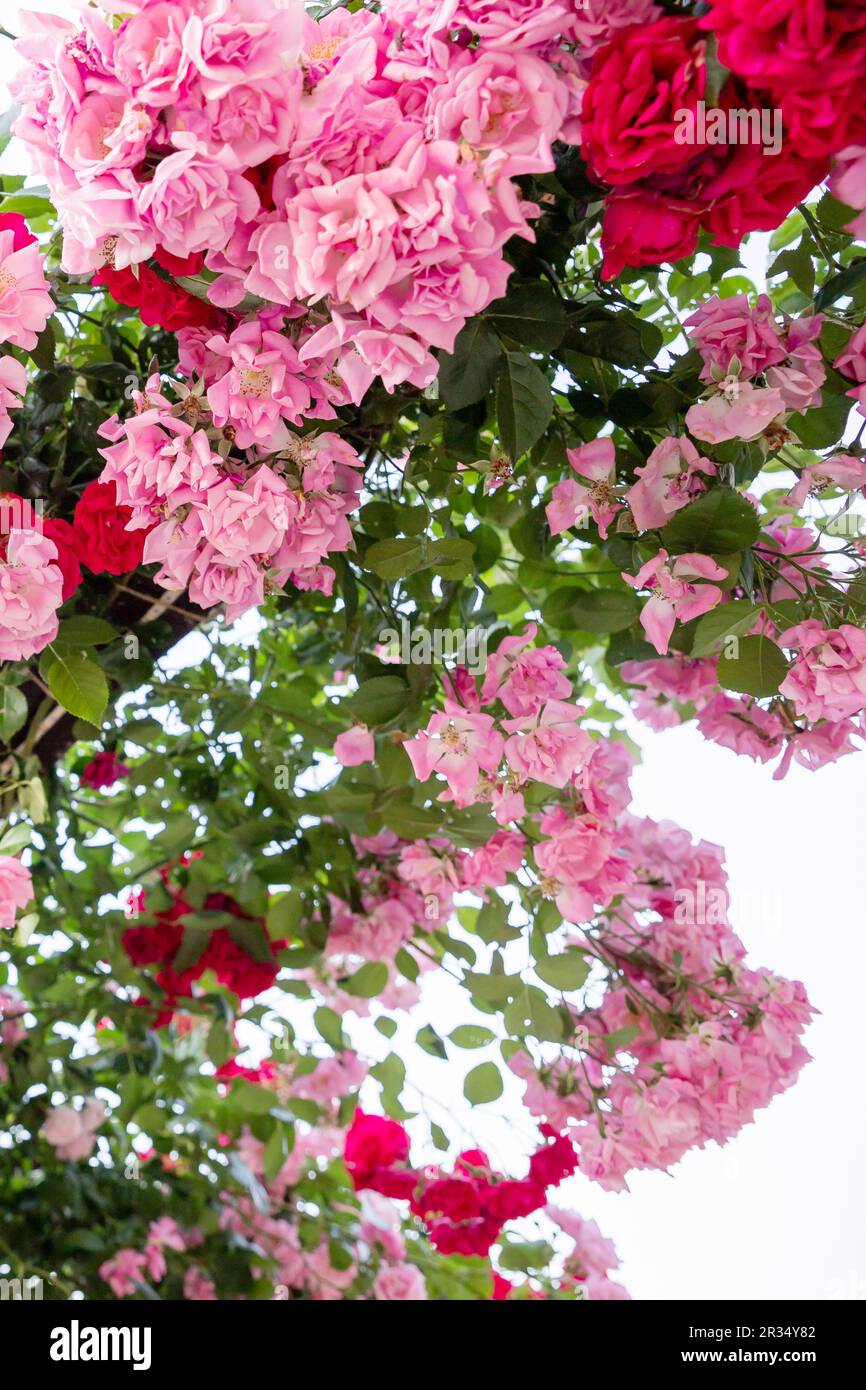 Climbing rose flowers over vintage open gate in german street ...
