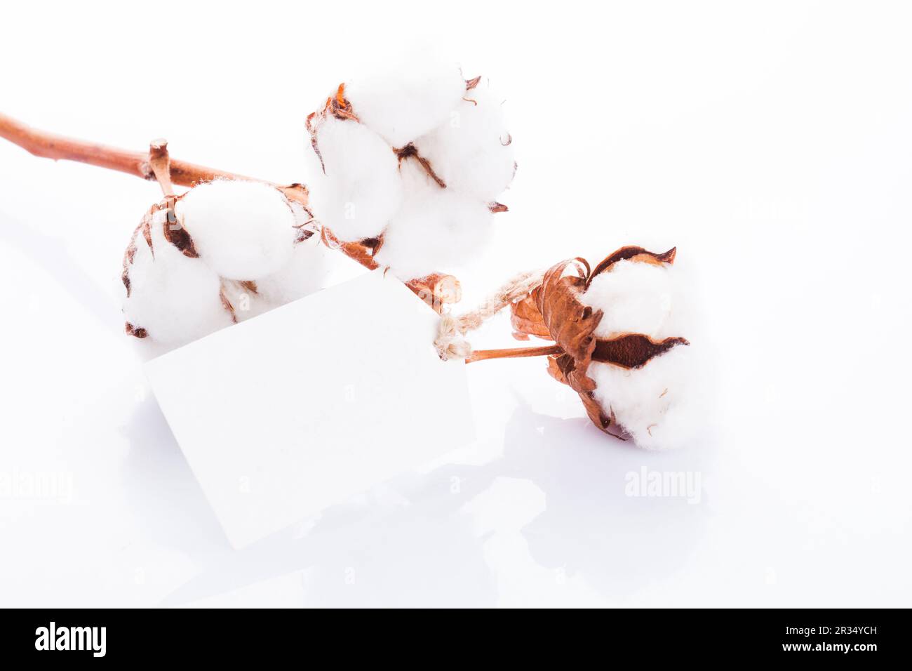 Raw organic cotton hi-res stock photography and images - Alamy