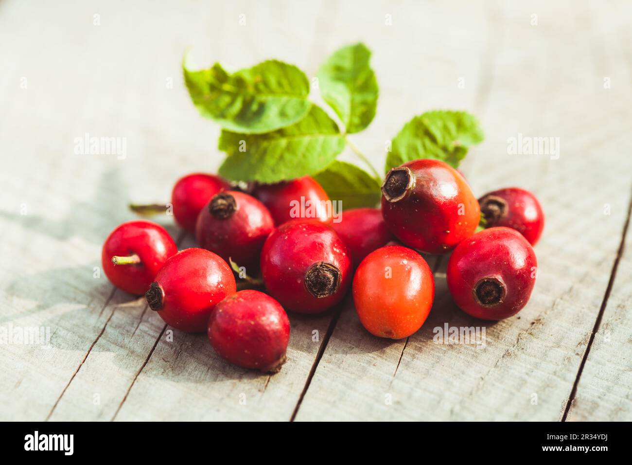 Red briar berry fruits hi-res stock photography and images - Alamy