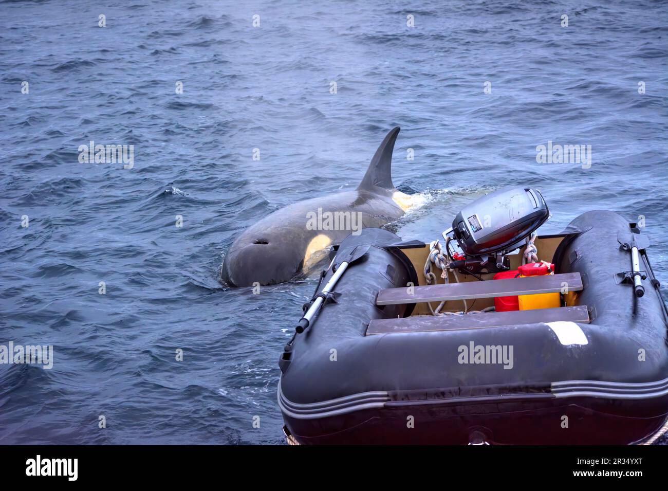 Wildlife photography orca behavior hi-res stock photography and images ...