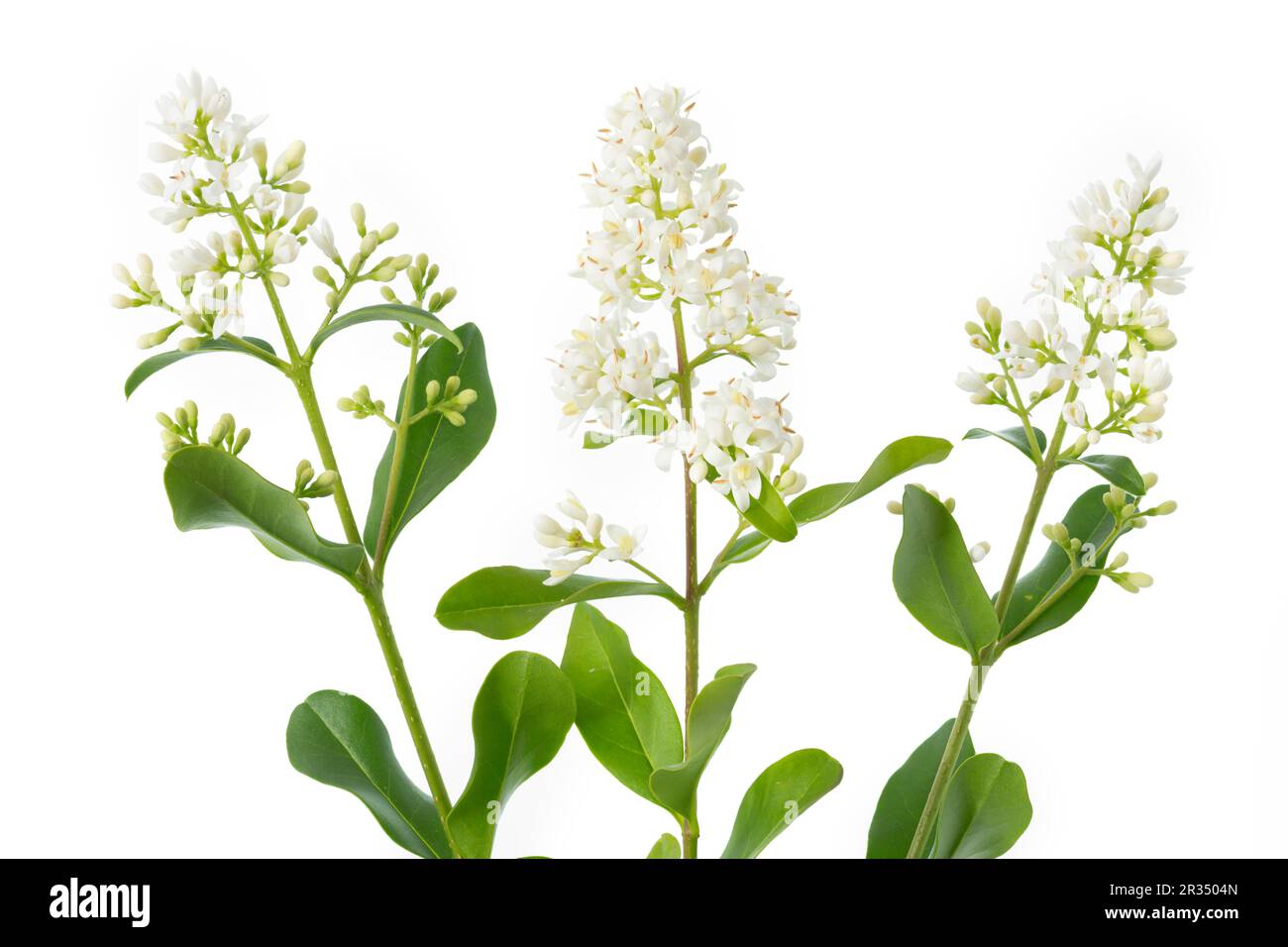 Flowering privet (Ligustrum Stock Photo - Alamy