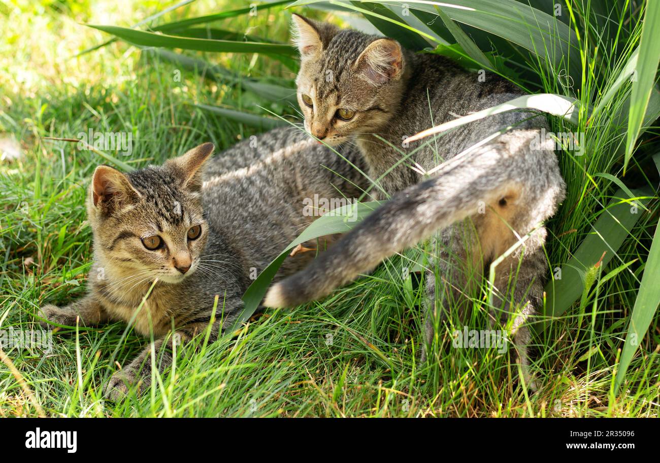 Kittens two sit play hi-res stock photography and images - Alamy