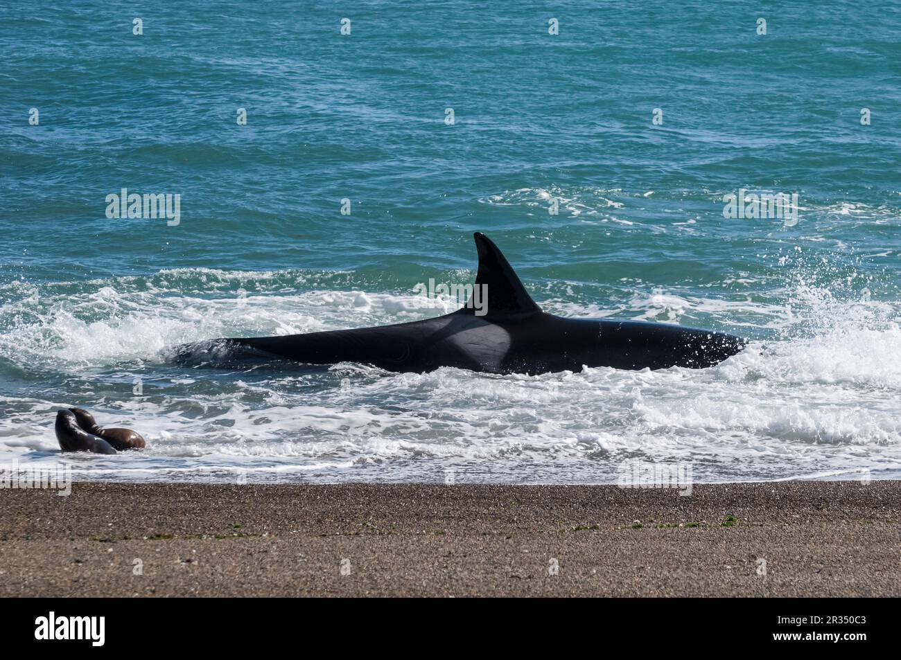 Orcas hunting sea lions, Peninsula Valdes, Patagonia, Argentina Stock ...